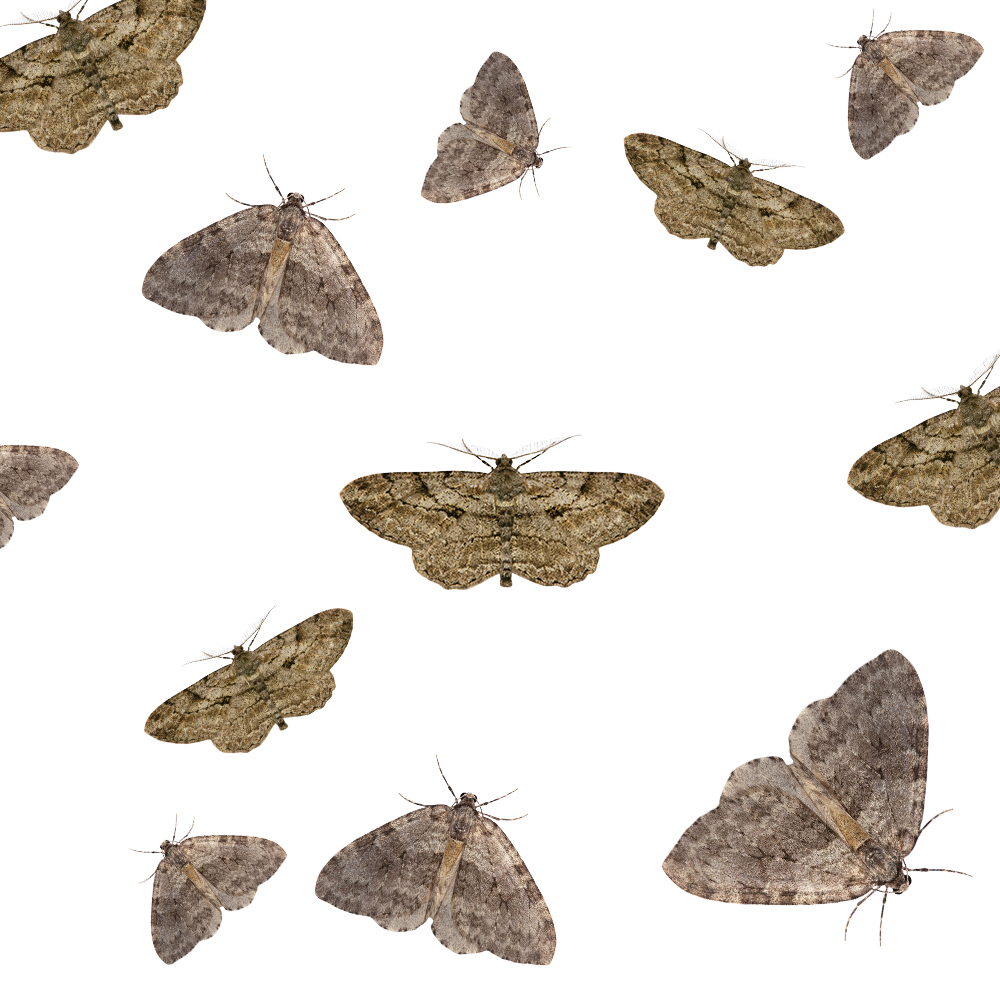 HGX mottenballen | voor de effectieve bestrijding van motten