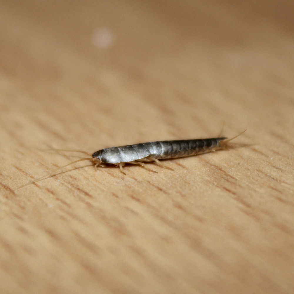 HGX zilvervisjesval | dé effectieve zilvervisjes val