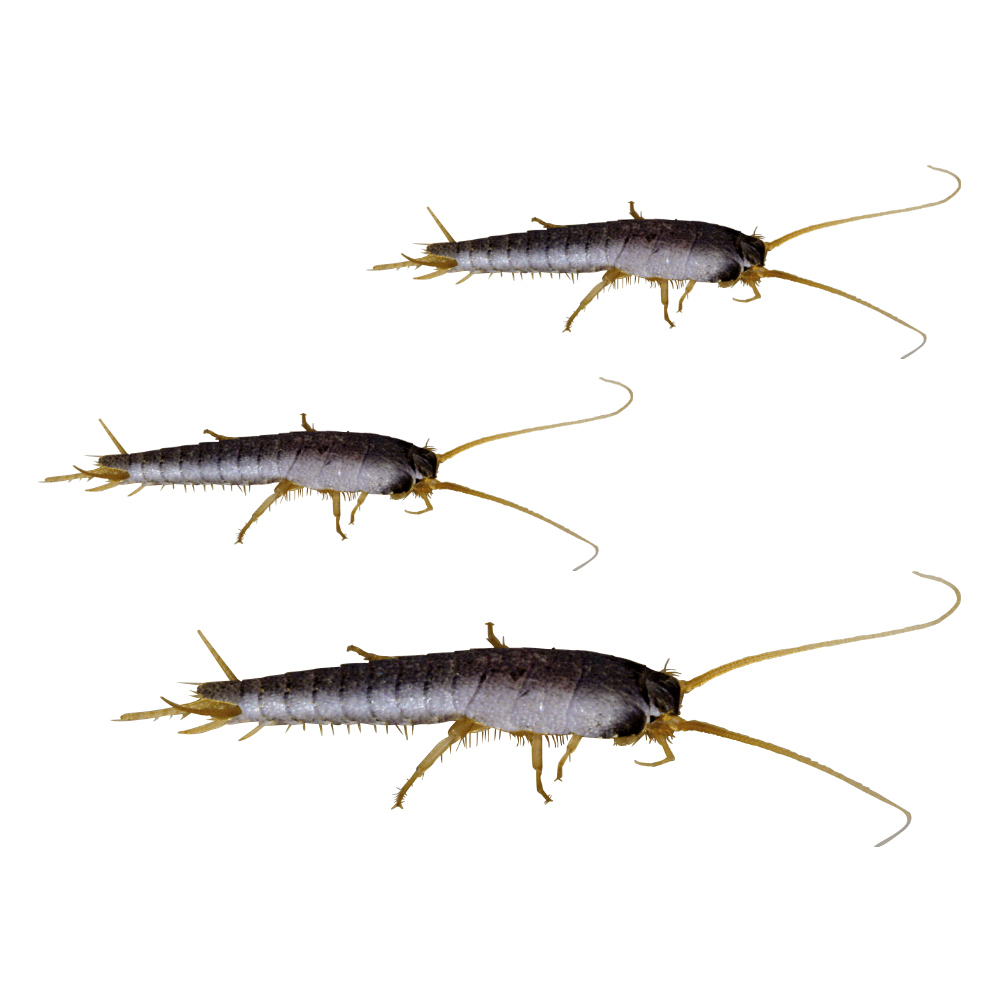 HGX spray tegen zilvervisjes | dé effectieve zilvervisjes spray